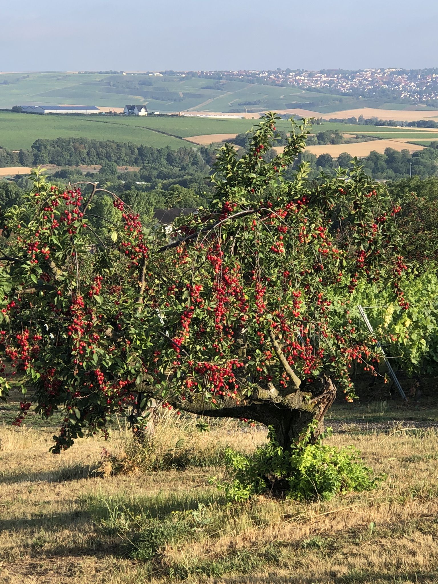 Mein Resilienz-Baum - Pflegenetz Bad Kreuznach